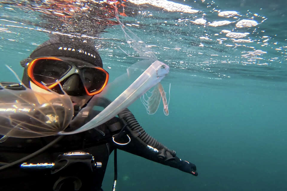 Once-in-a-lifetime sea creature encountered in Monterey Bay