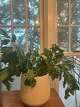 Herbs grown indoors require extra care. Here are some tips