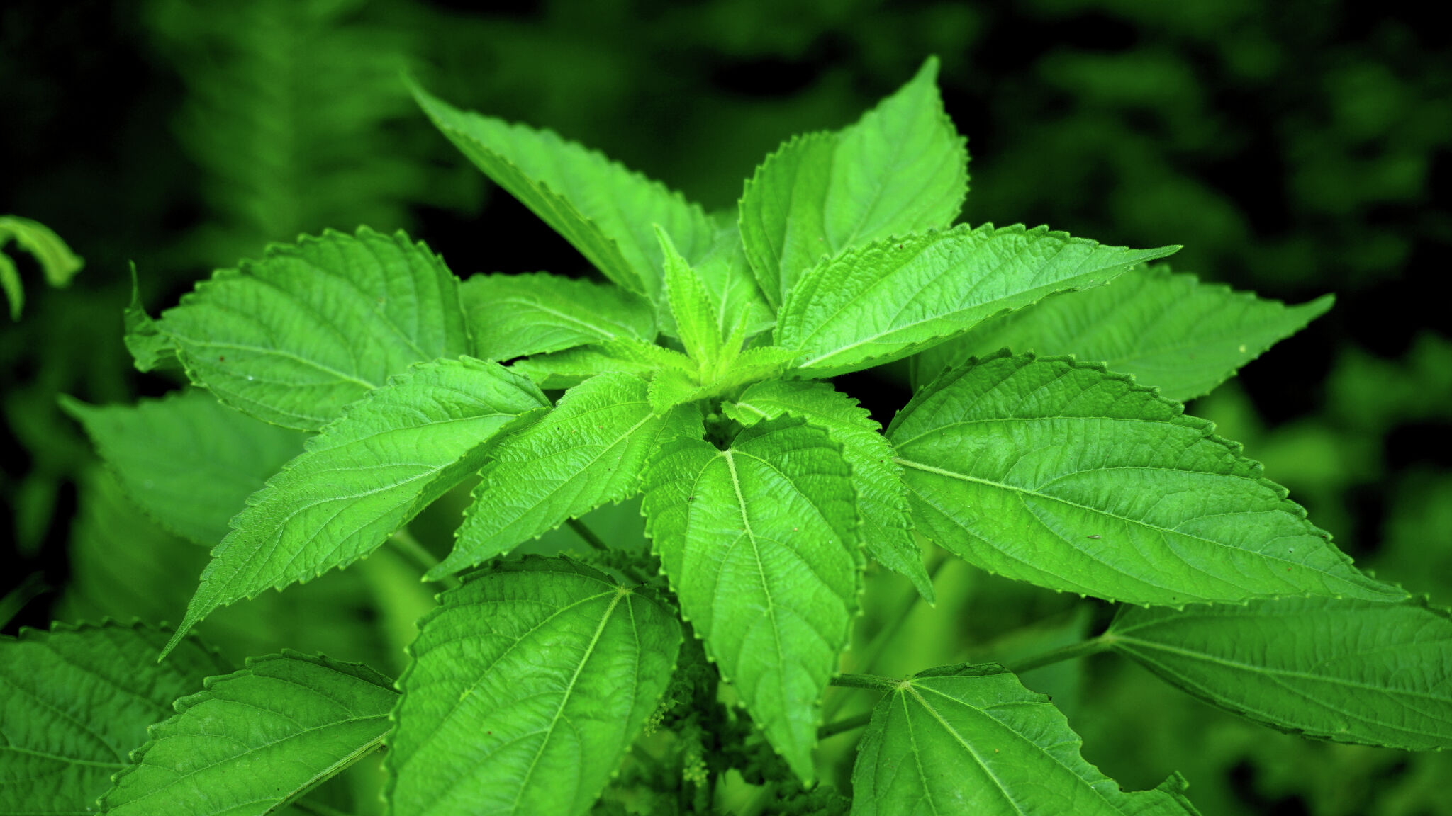 Falcons interview John Harbaugh and Mike McDaniel as they continue ...