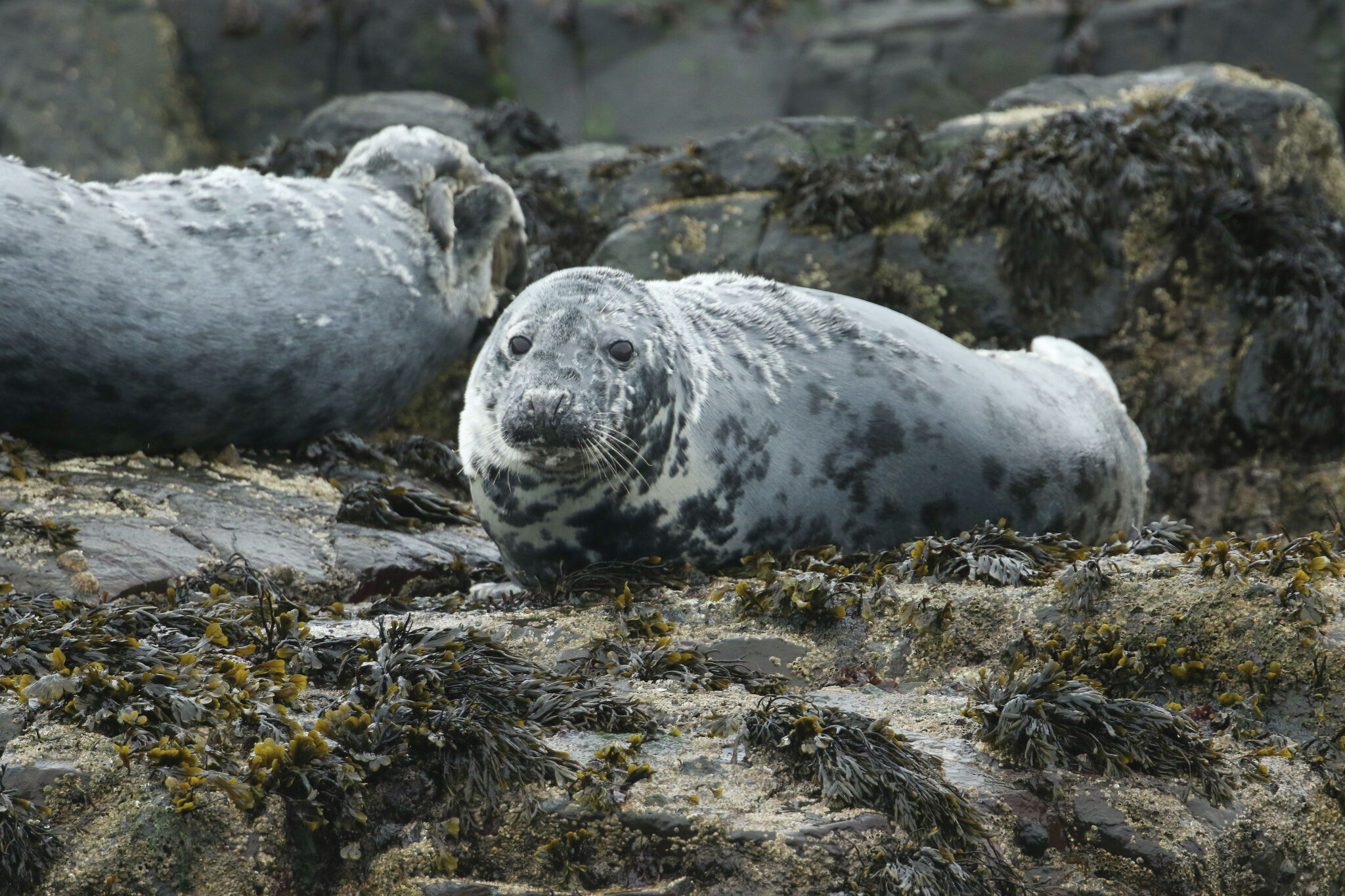 Rapper Tekashi 6ix9ine reports to NYC lockup where Nicholas Maduro and ...