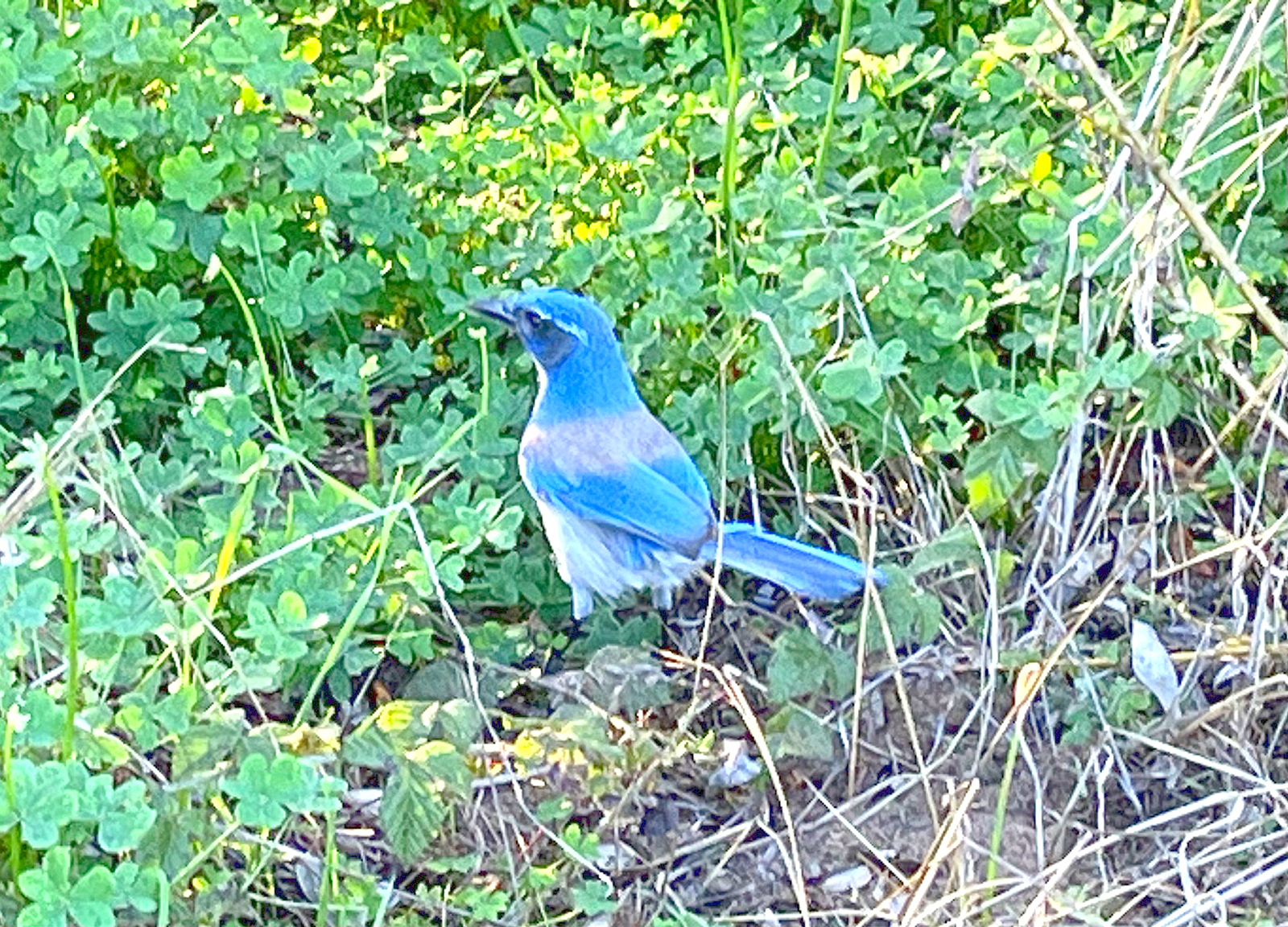Stephen Curry y Jimmy Butler lideran a Warriors en victoria 120-113 ...