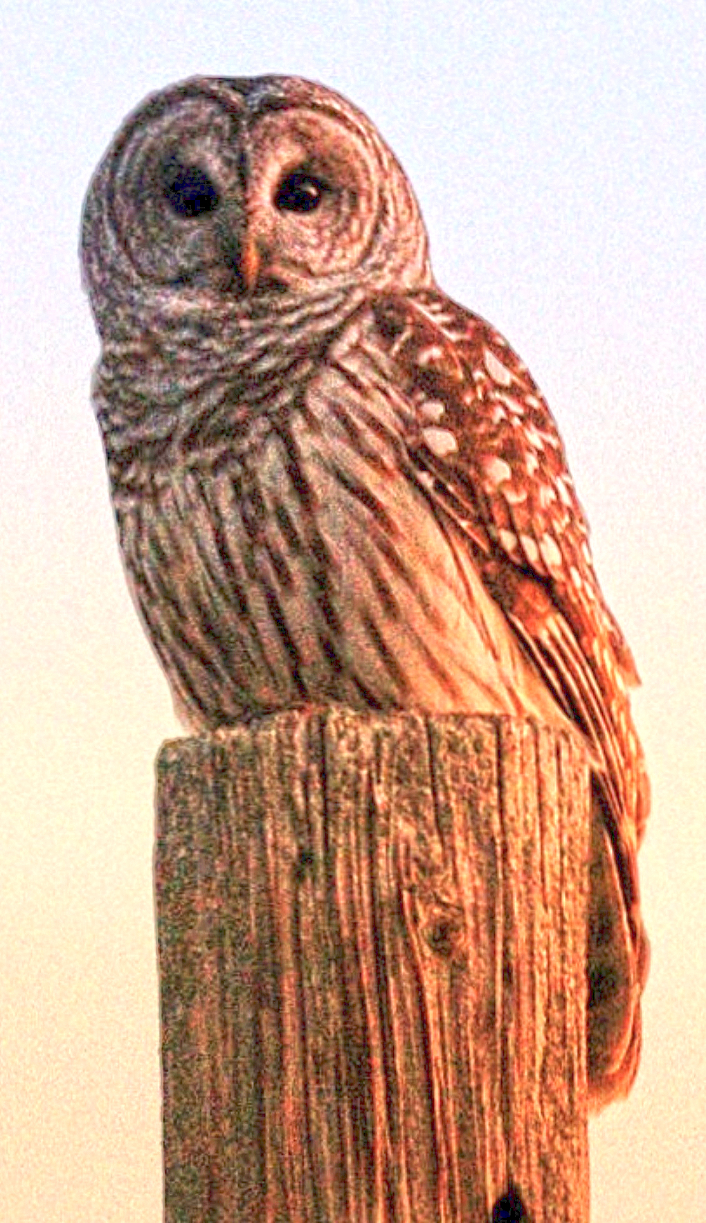 Winning numbers drawn in Friday’s Arkansas Natural State Jackpot