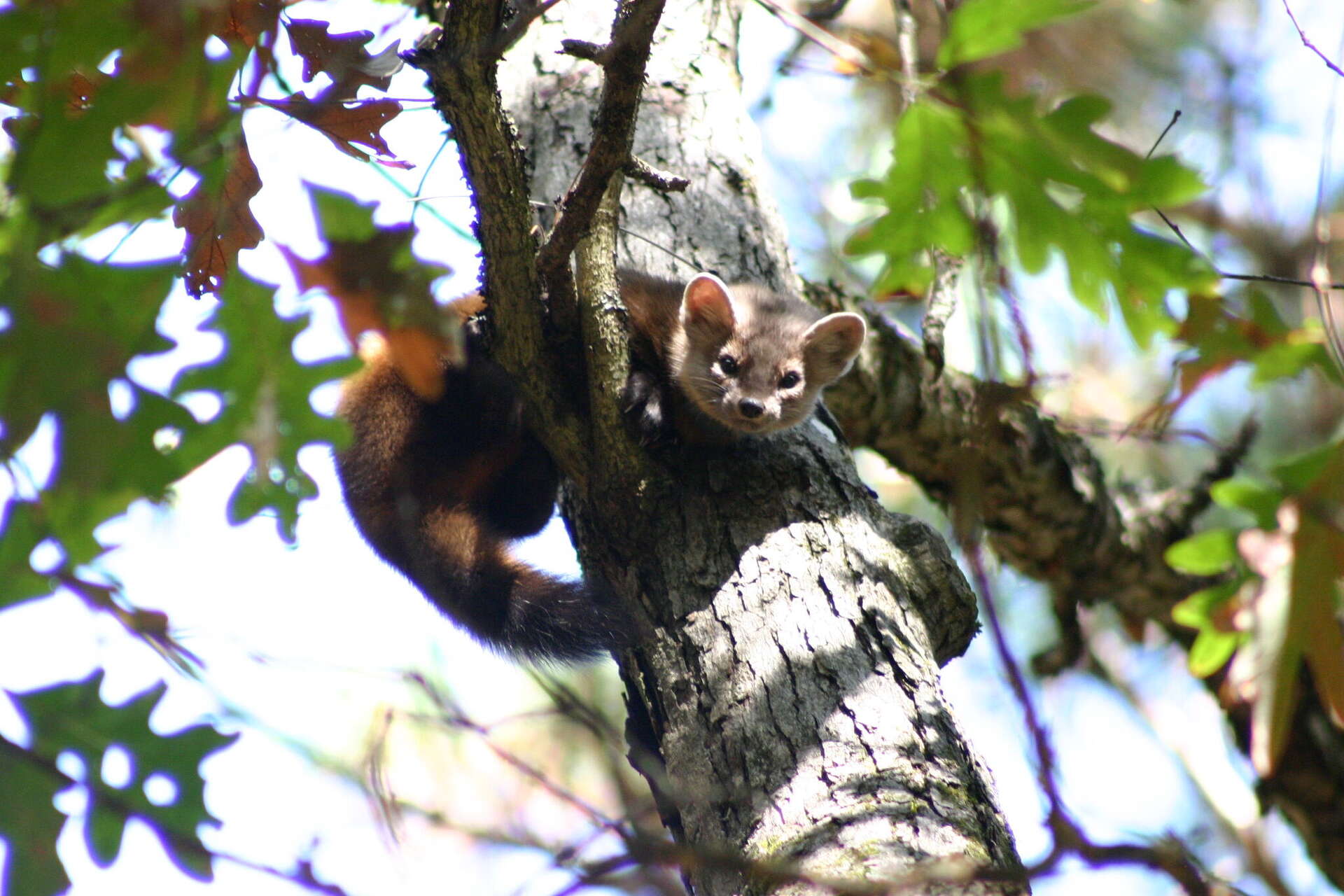 Little River tribe working to grow Michigan's pine marten populations