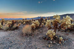 Joshua Tree announces closure of 2 popular trails through spring