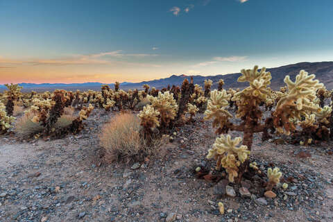 Joshua Tree announces closure of 2 popular trails through spring