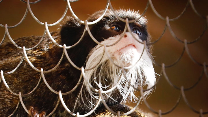 Dallas Zoo announces birth of Linne's two-toed sloth