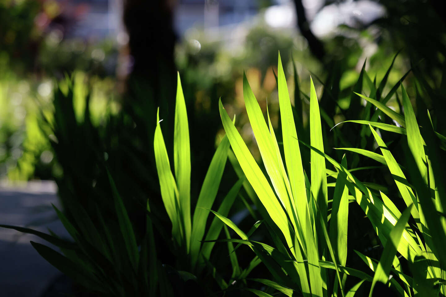 Minnesota Grove in Dogpatch transforms into ADA walkway