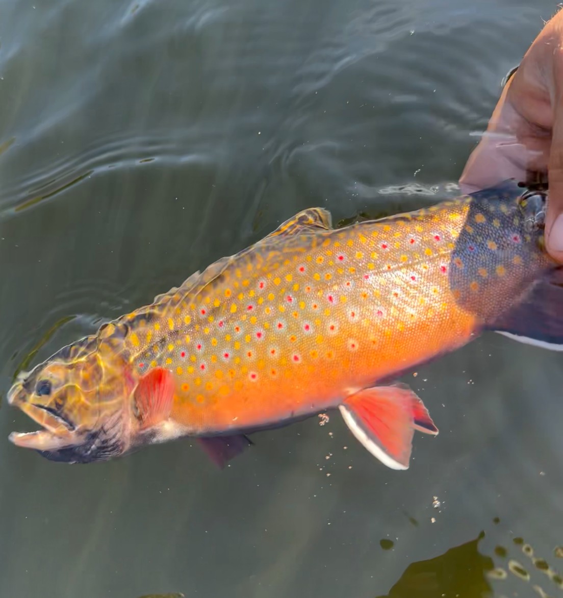 Benigni scores 27, Navy defeats Boston University 82-77