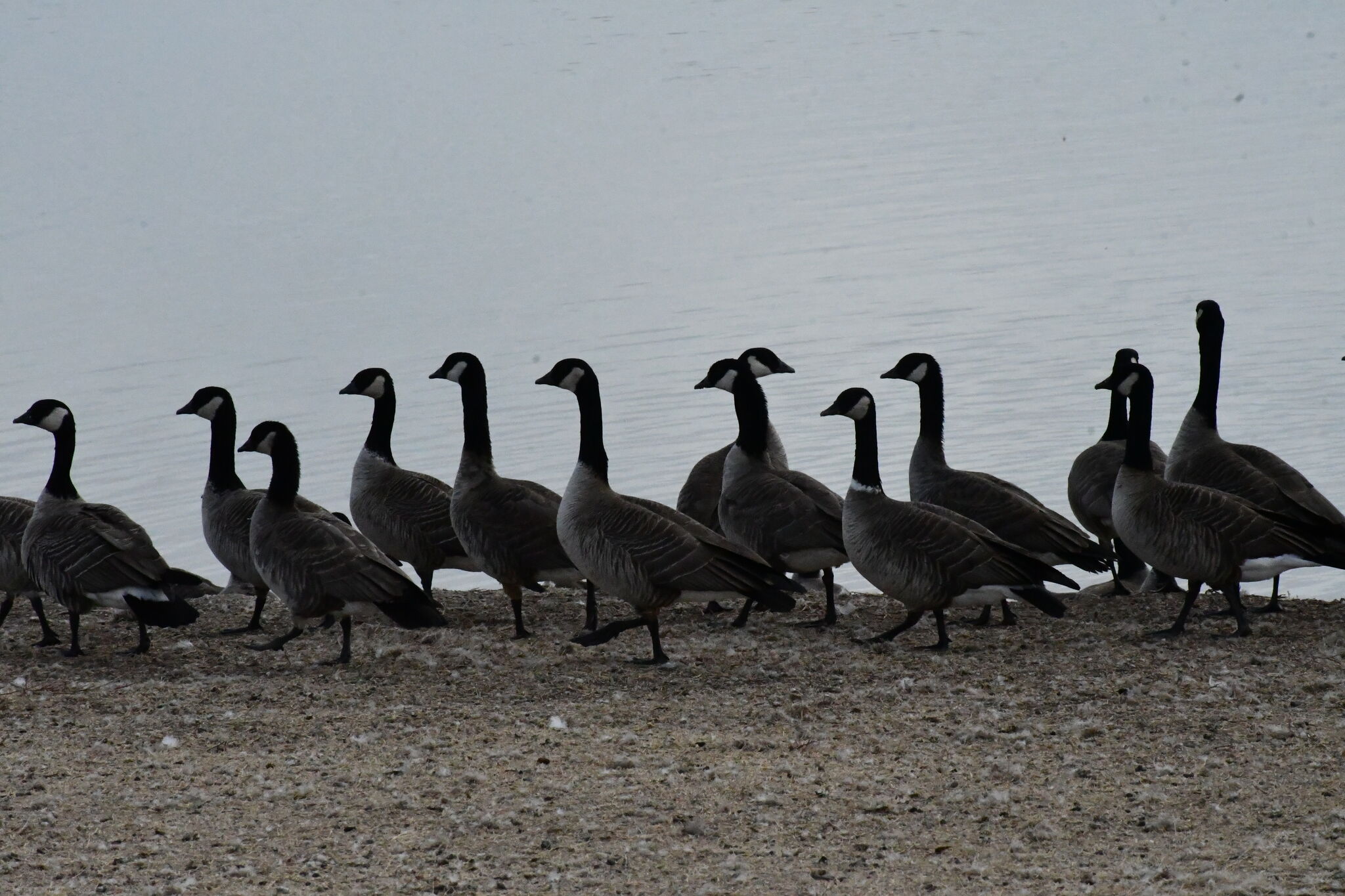 The Latest: Anger and outrage spill onto streets of Portland and ...