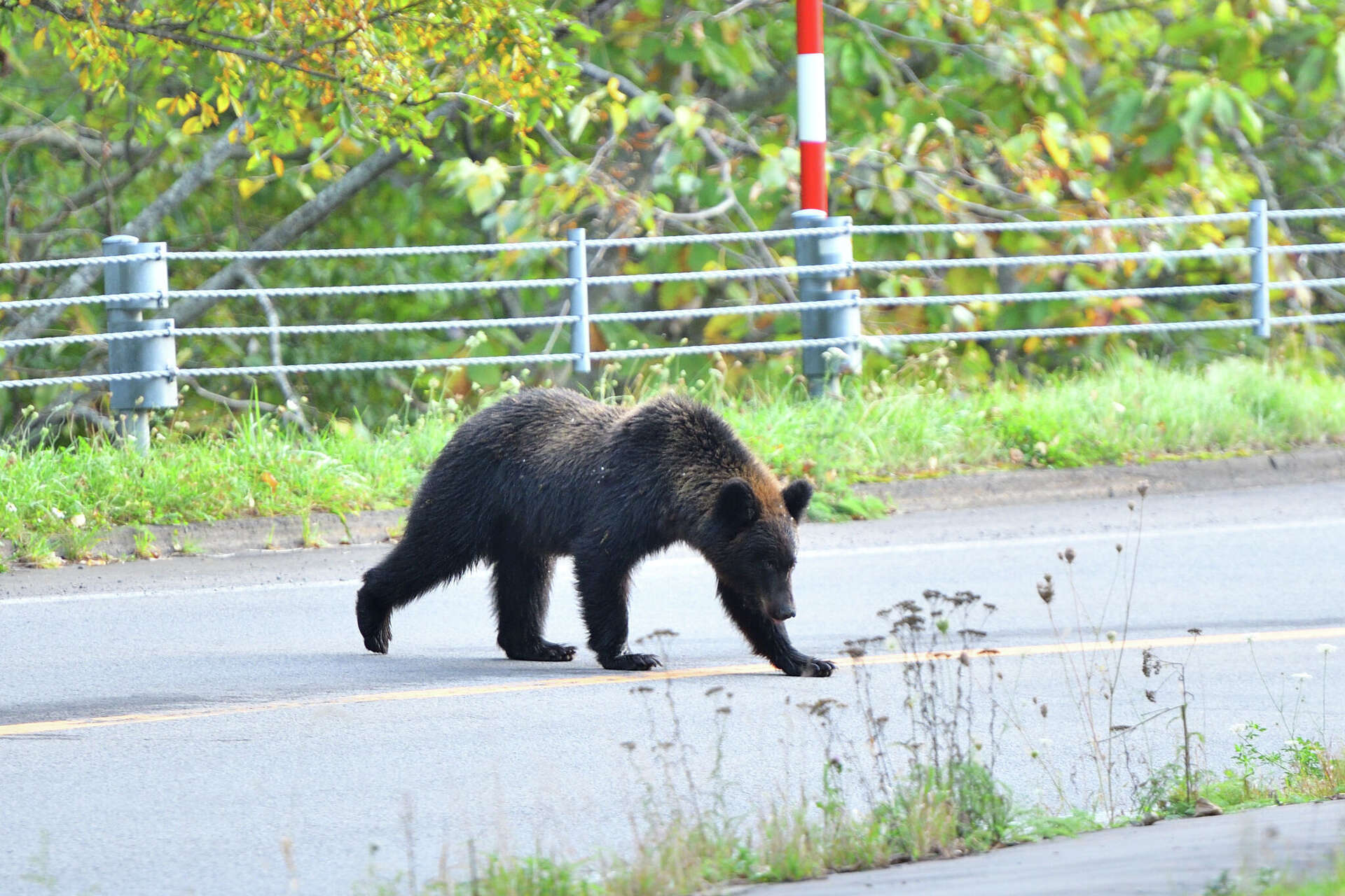 bear crossing