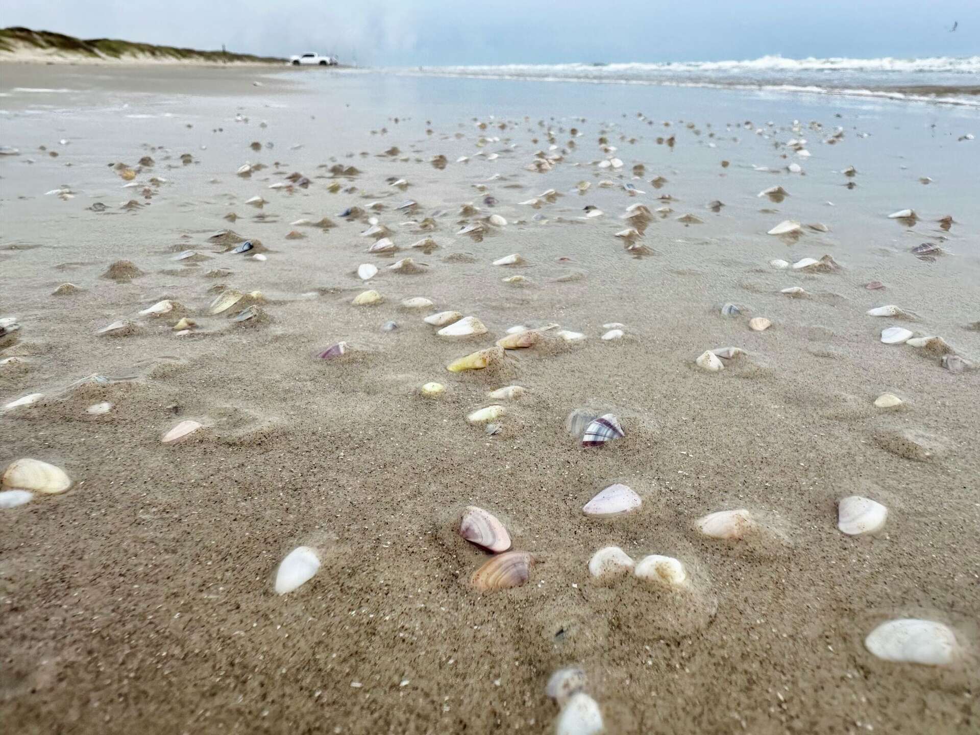 Beachcombing report: Coquina clams blanket the Texas coastline