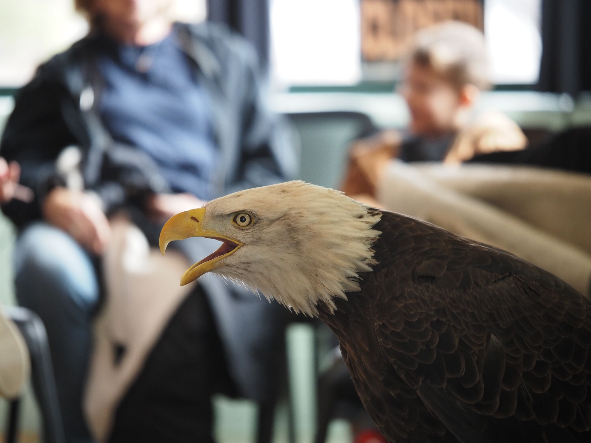 Grafton bald eagle meet-and-greet delights visitors