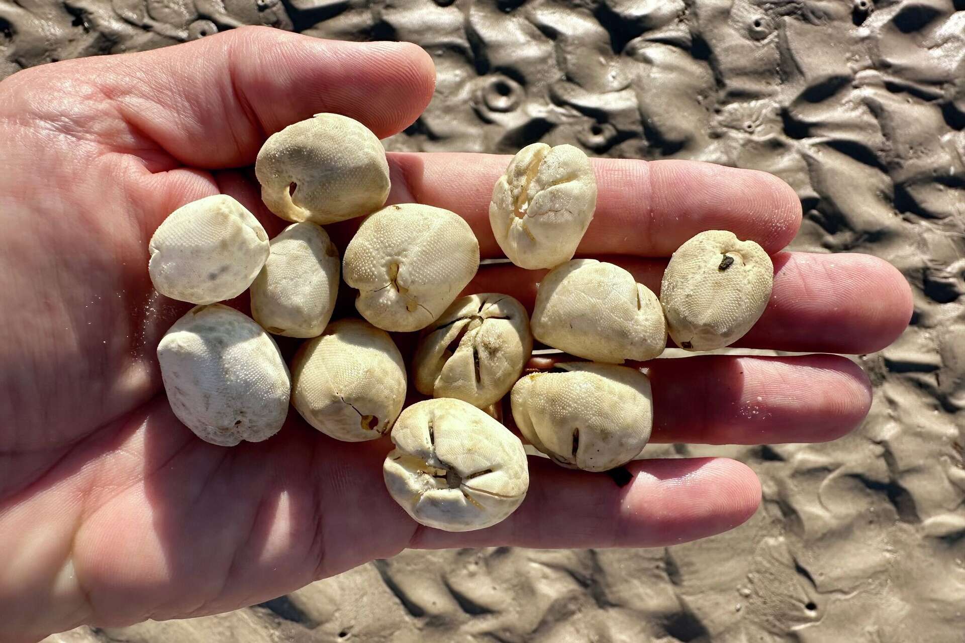 Rarely seen sea creature wash ashore by the thousands in Texas