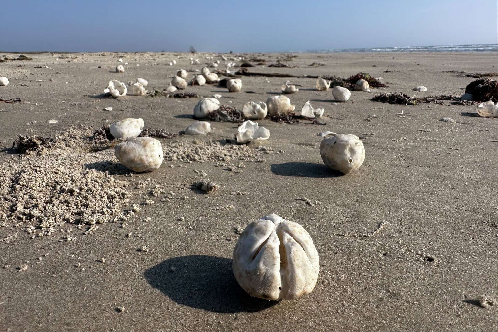 Rarely seen sea creature wash ashore by the thousands in Texas