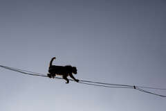 Monkeys are on the loose in St. Louis and AI is complicating efforts to ...