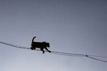 Monkeys are on the loose in St. Louis and AI is complicating efforts to ...