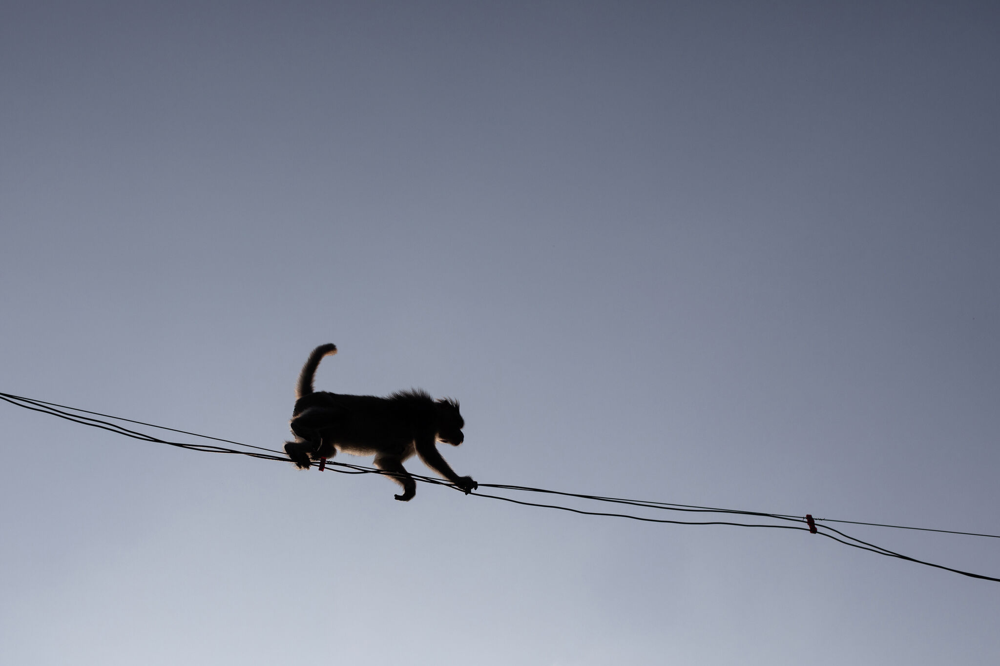 Monkeys are on the loose in St. Louis and AI is complicating efforts to ...