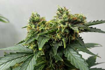 Despite the biggest month ever, CT cannabis sales down in 2025: Data