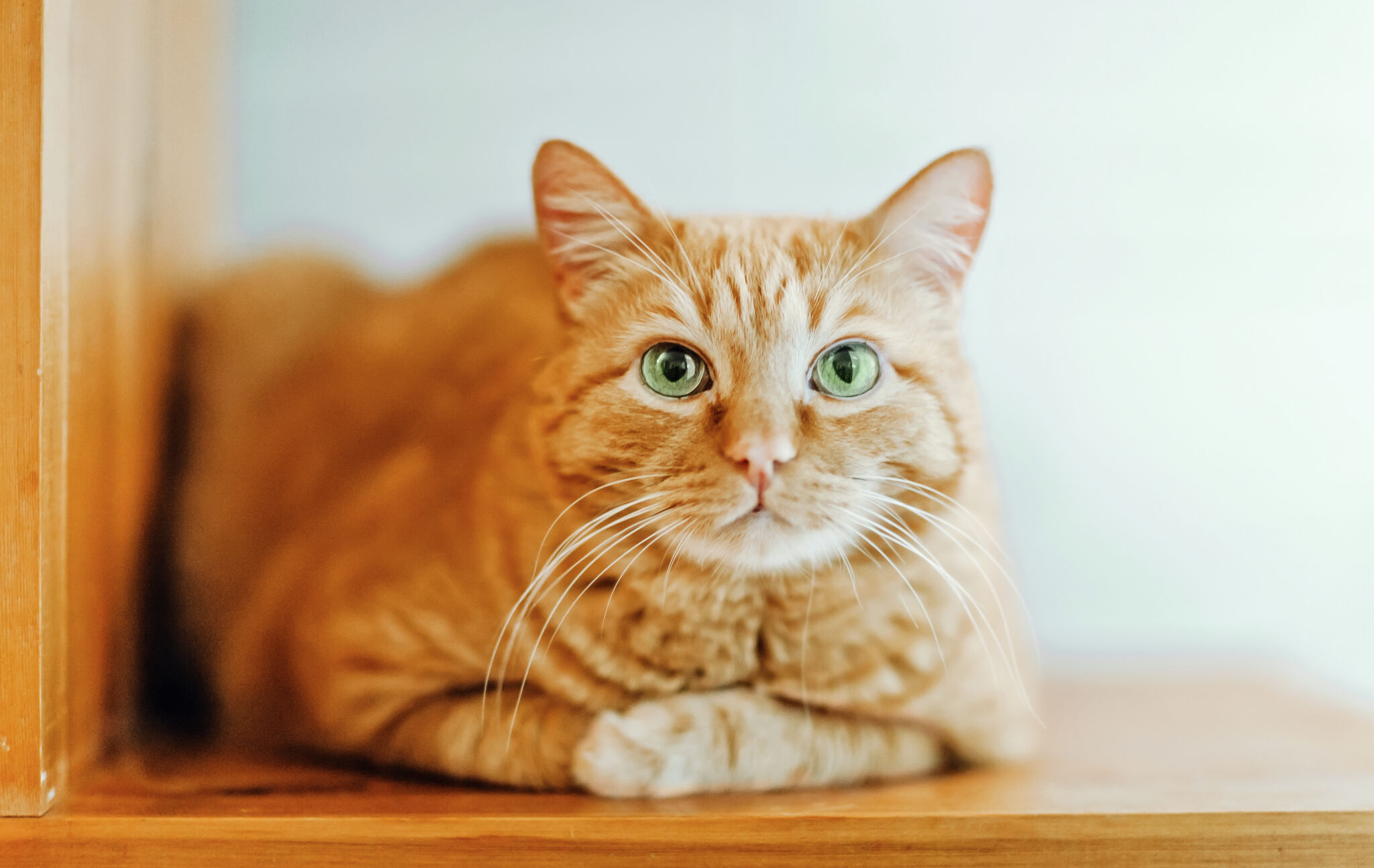 Fundraiser for Texas prison cat named Orange Julius goes viral