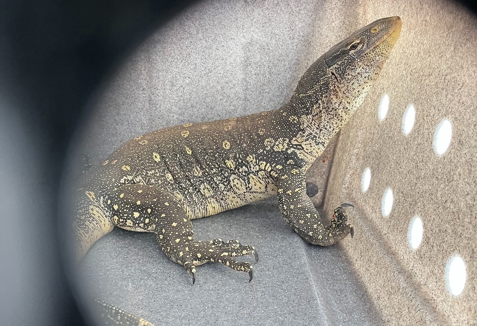 Lizard mistaken for Komodo dragon rescued in Alameda