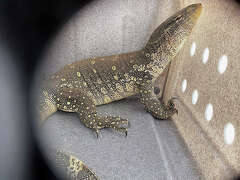 Alameda: Giant Lizard Left Behind By Tenants In Vacant Home
