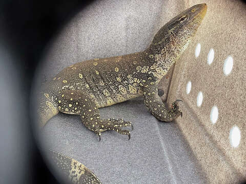 Alameda: Giant Lizard Left Behind By Tenants In Vacant Home