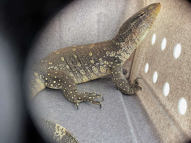 Alameda: Giant Lizard Left Behind By Tenants In Vacant Home