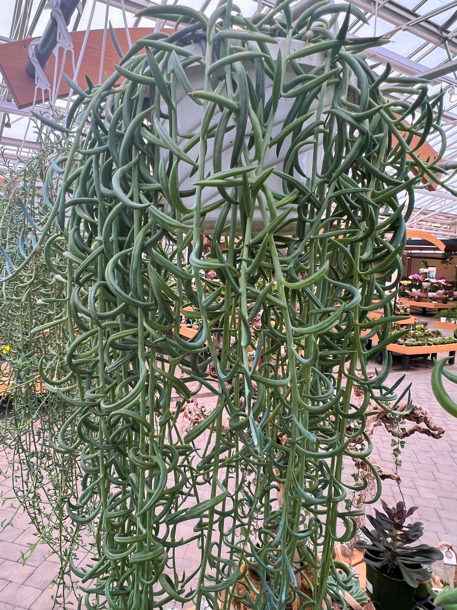 The secret to pest-free houseplants starts at the nursery