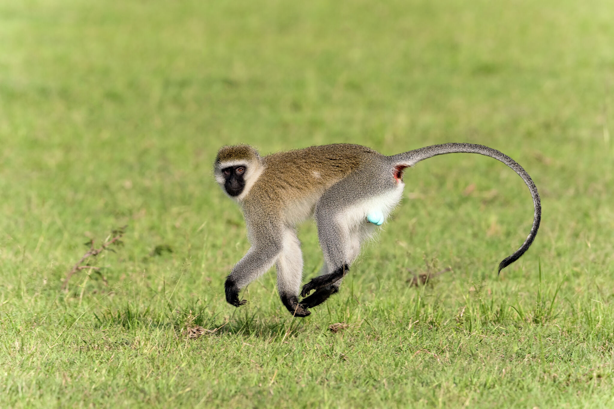 Grains mostly higher, livestock higher