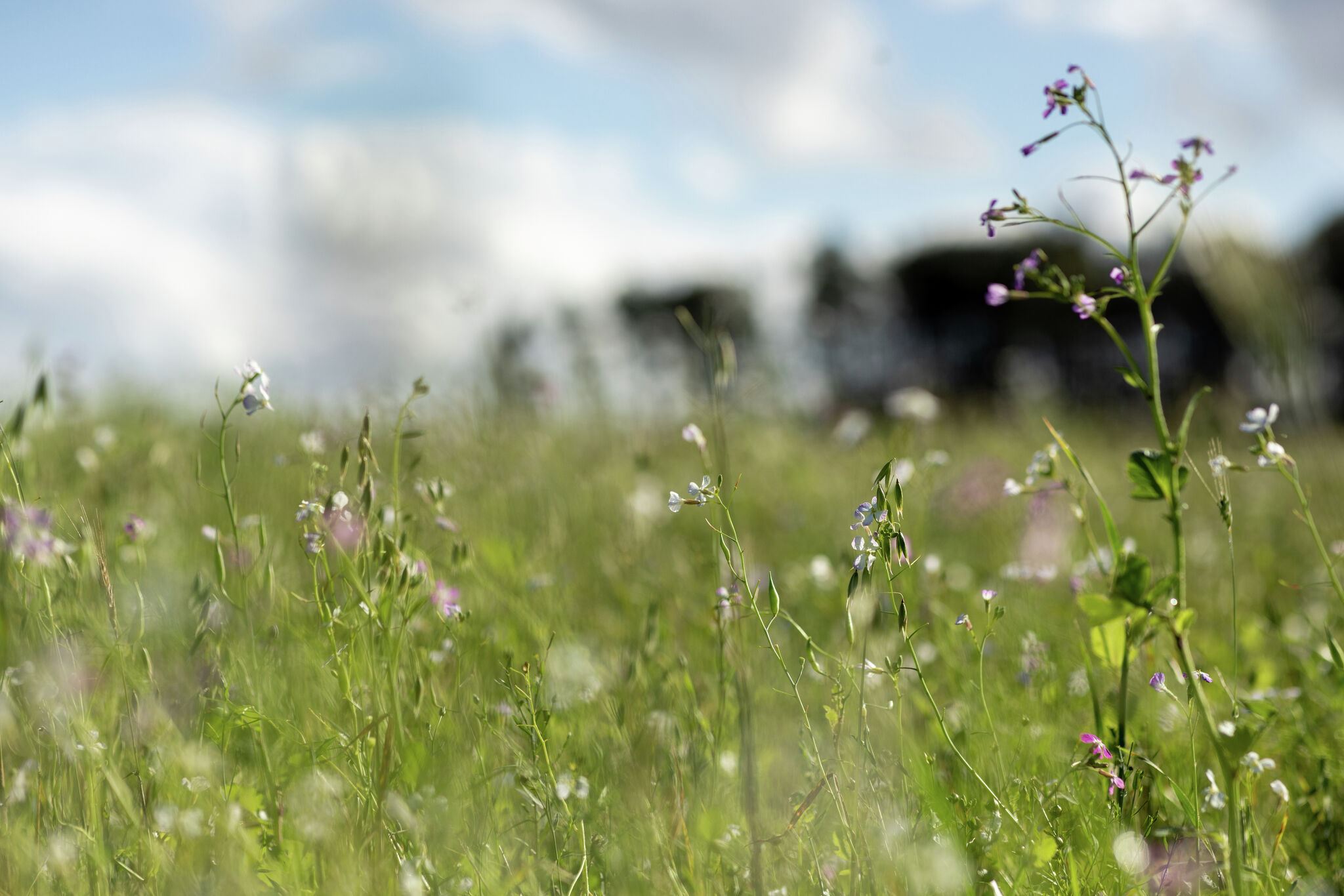 Illinois reps file bill that aims to let coaches, trainers give meds