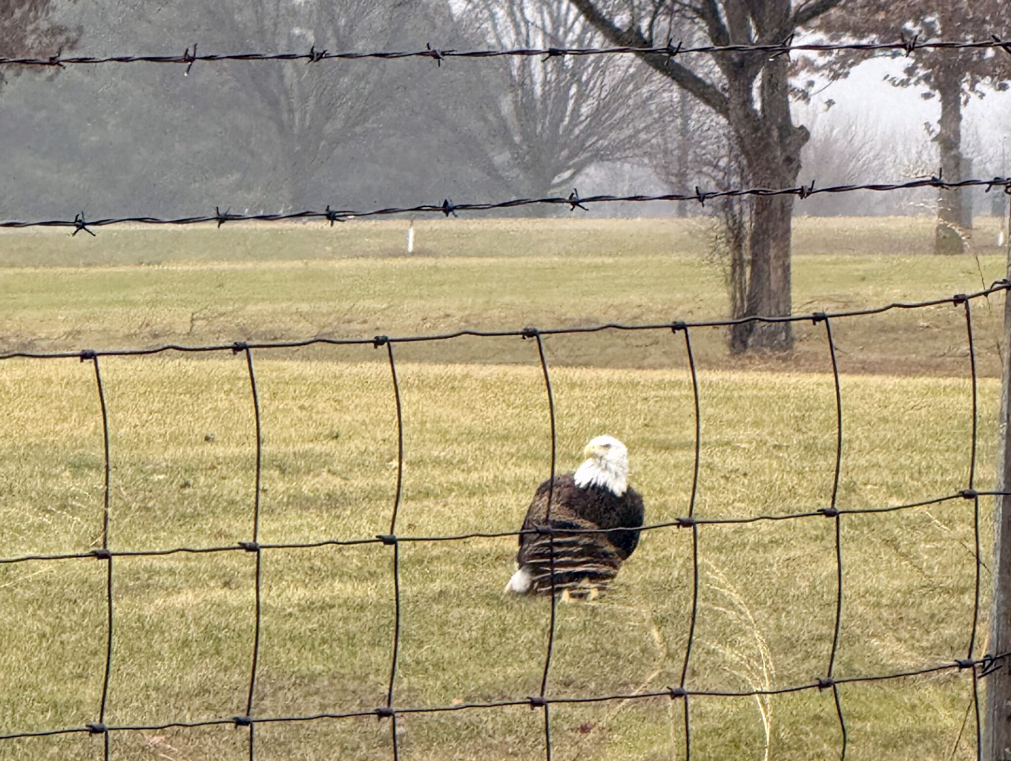 Johnson scores 21, UIC takes down Drake 74-67