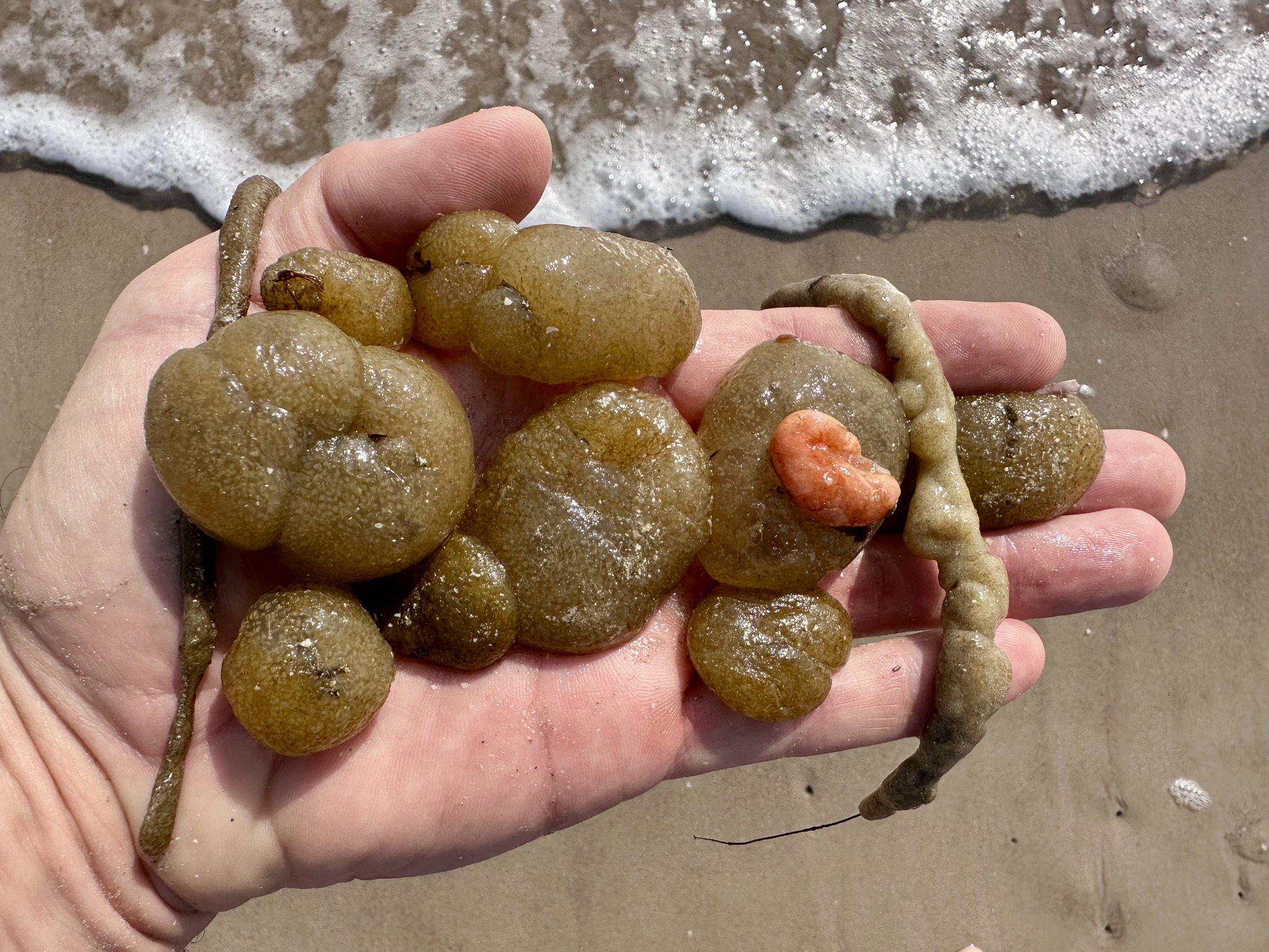 What caused 'mass die off' of creatures found on Texas shores
