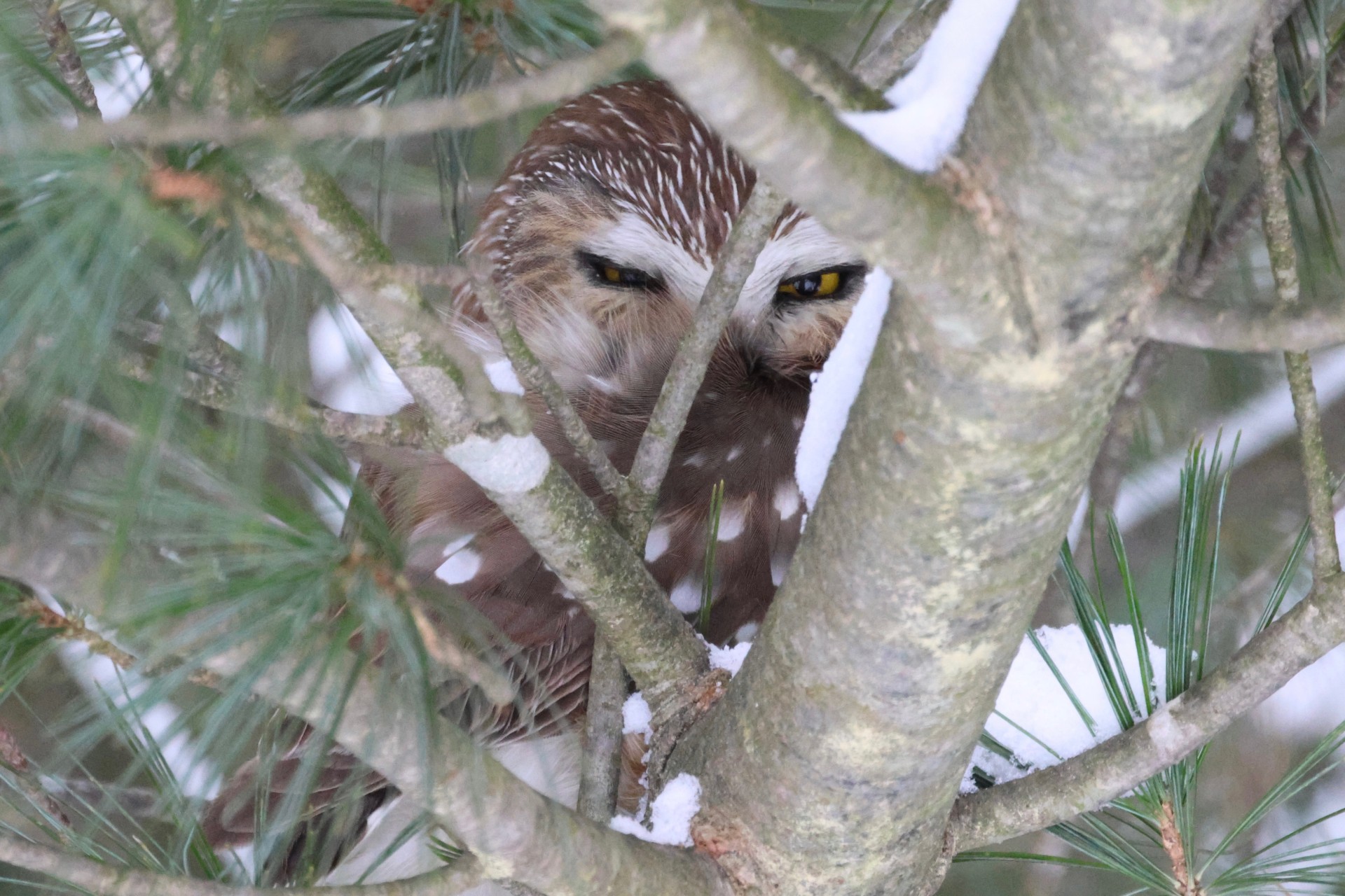 No immediate judicial decision on a request to stop the immigration ...