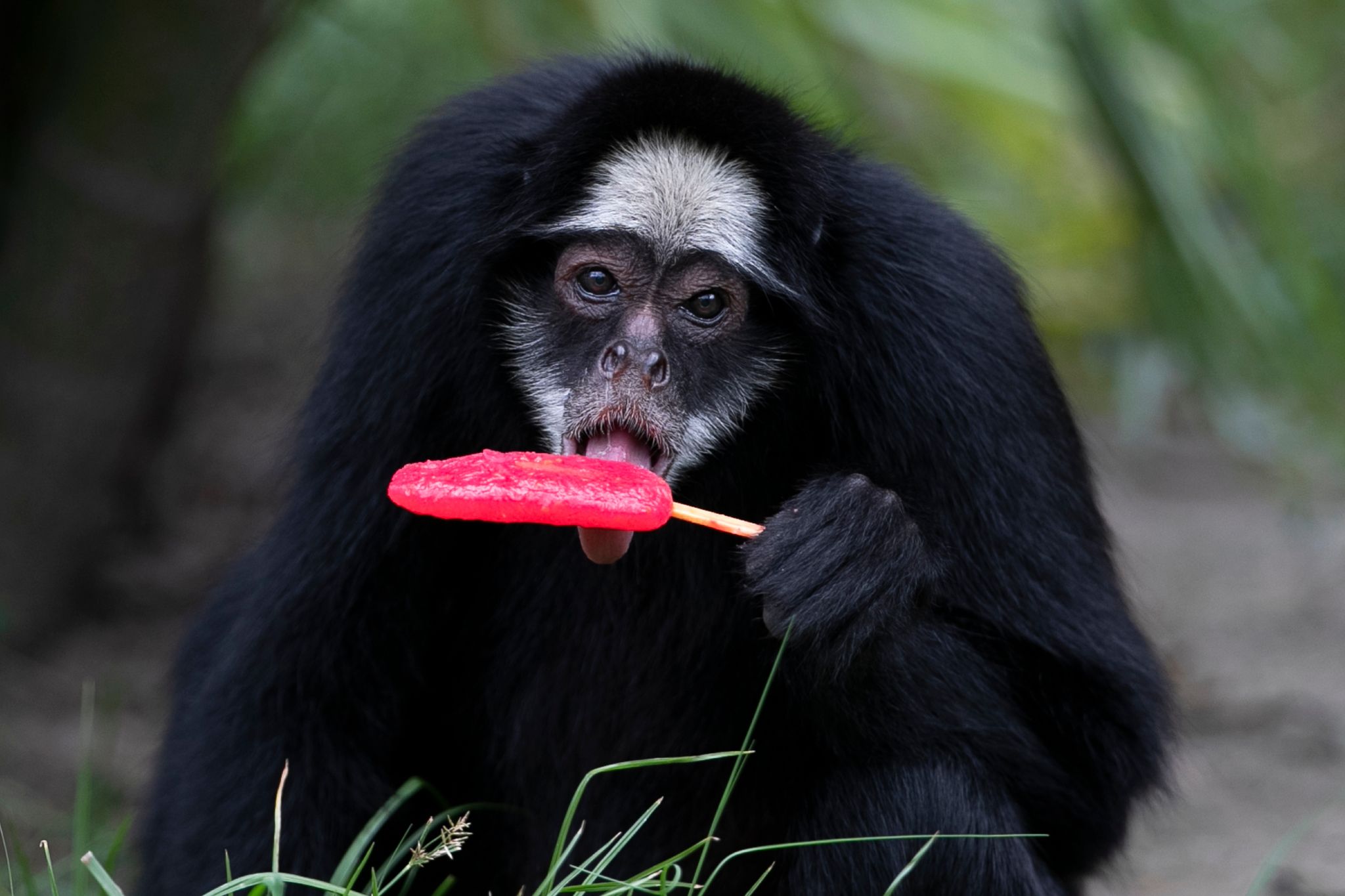 Animales del zoológico de Río de Janeiro disfrutan helados en el calor ...