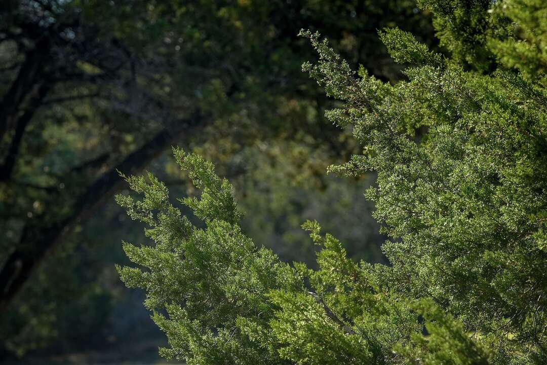 Austin allergy calendar: Cedar fever, ragweed and mold seasons