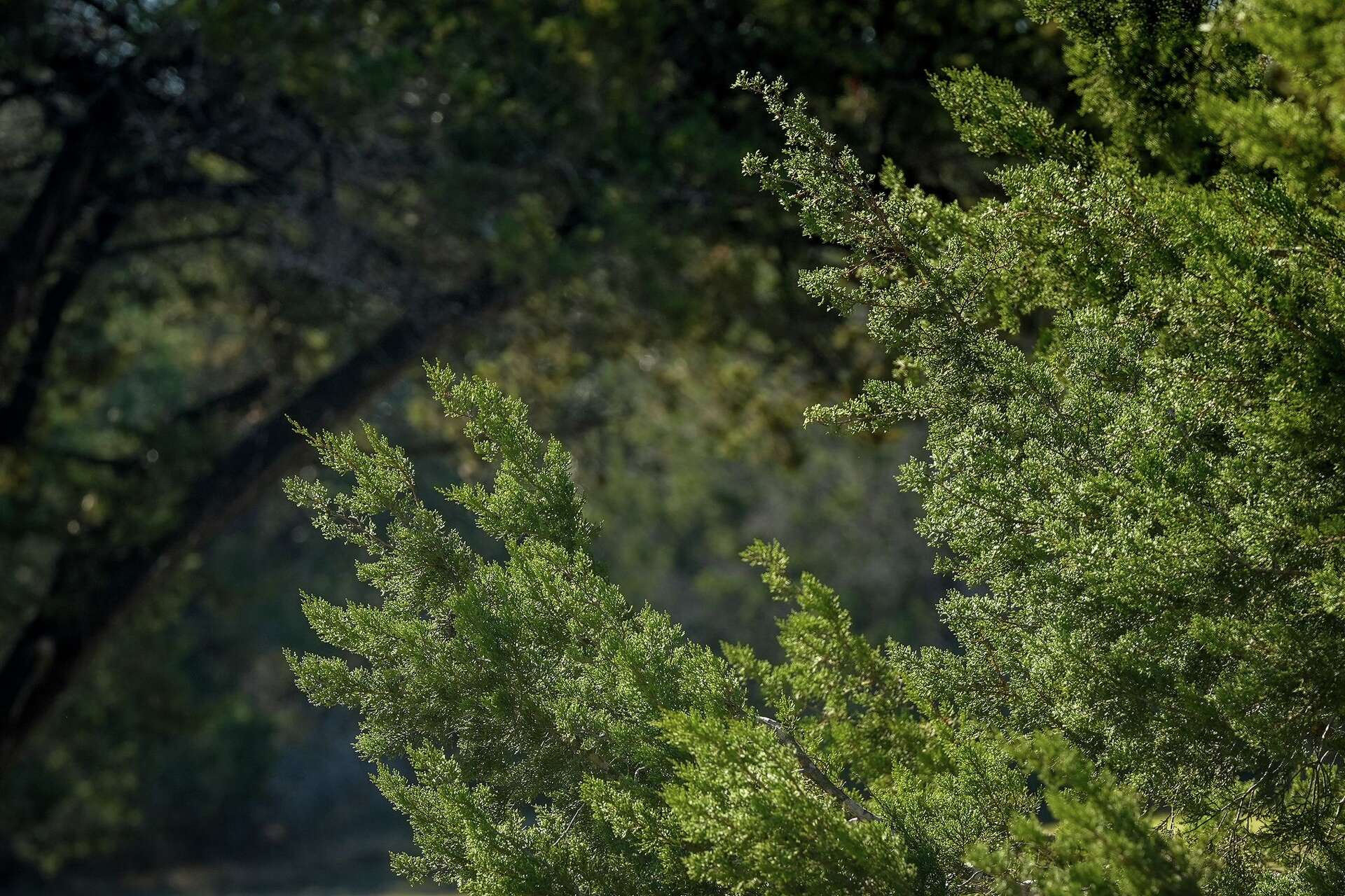 Austin allergy calendar: Cedar fever, ragweed and mold seasons