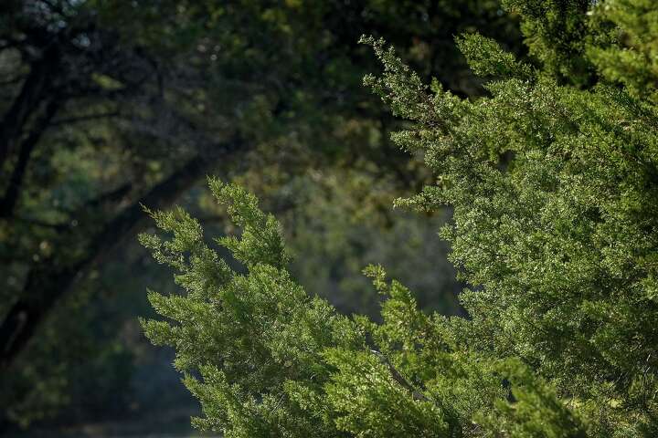 Austin allergy calendar: Cedar fever, ragweed and mold seasons