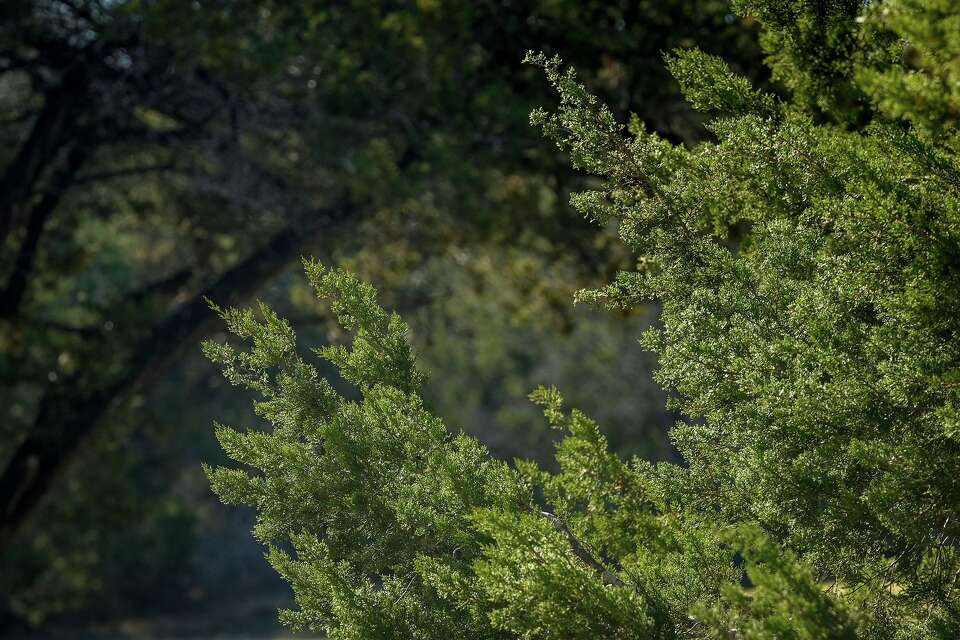 Austin allergy calendar: Cedar fever, ragweed and mold seasons
