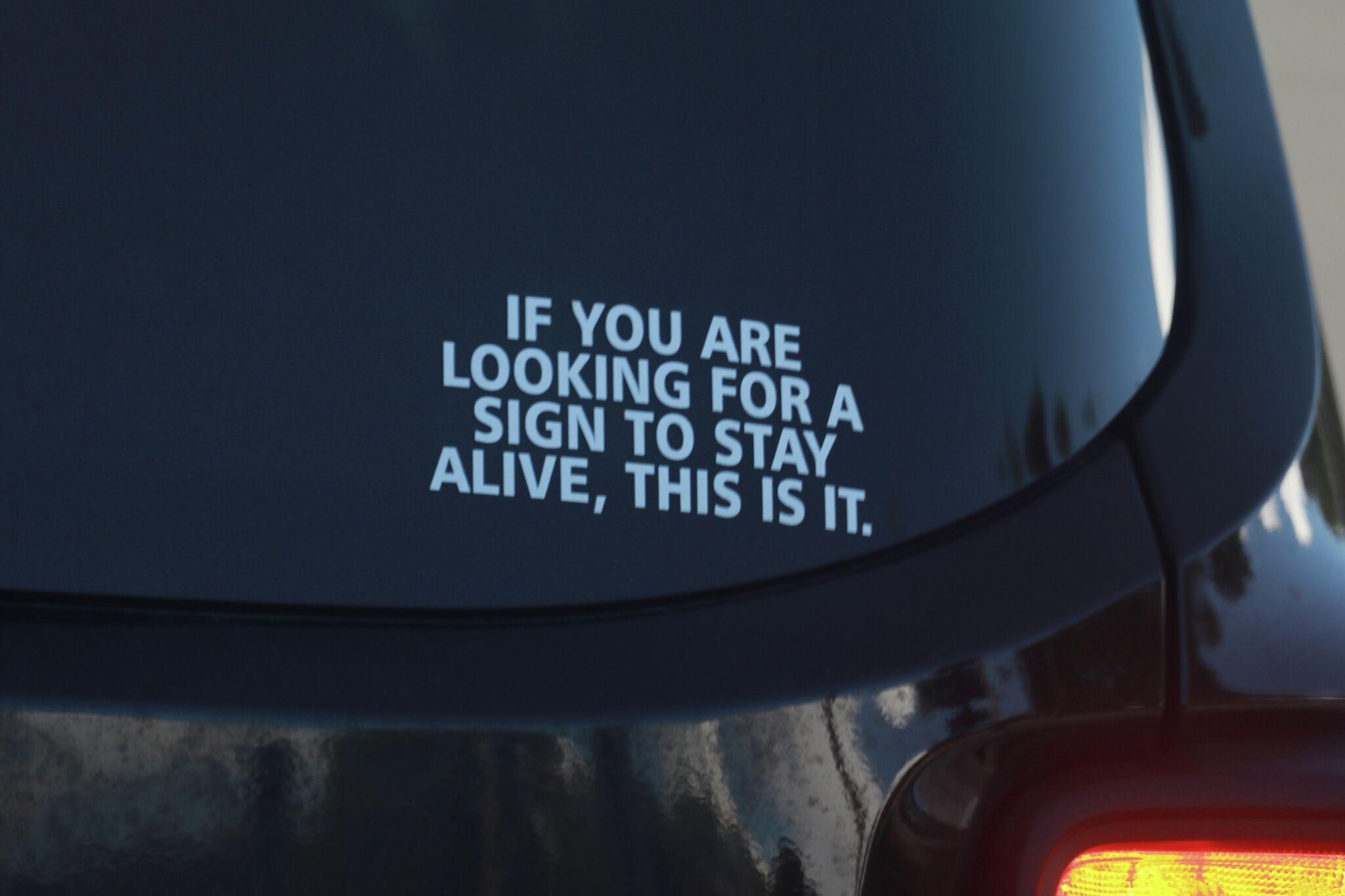 Horses leap through flames and pets go to church in Spanish animal ...