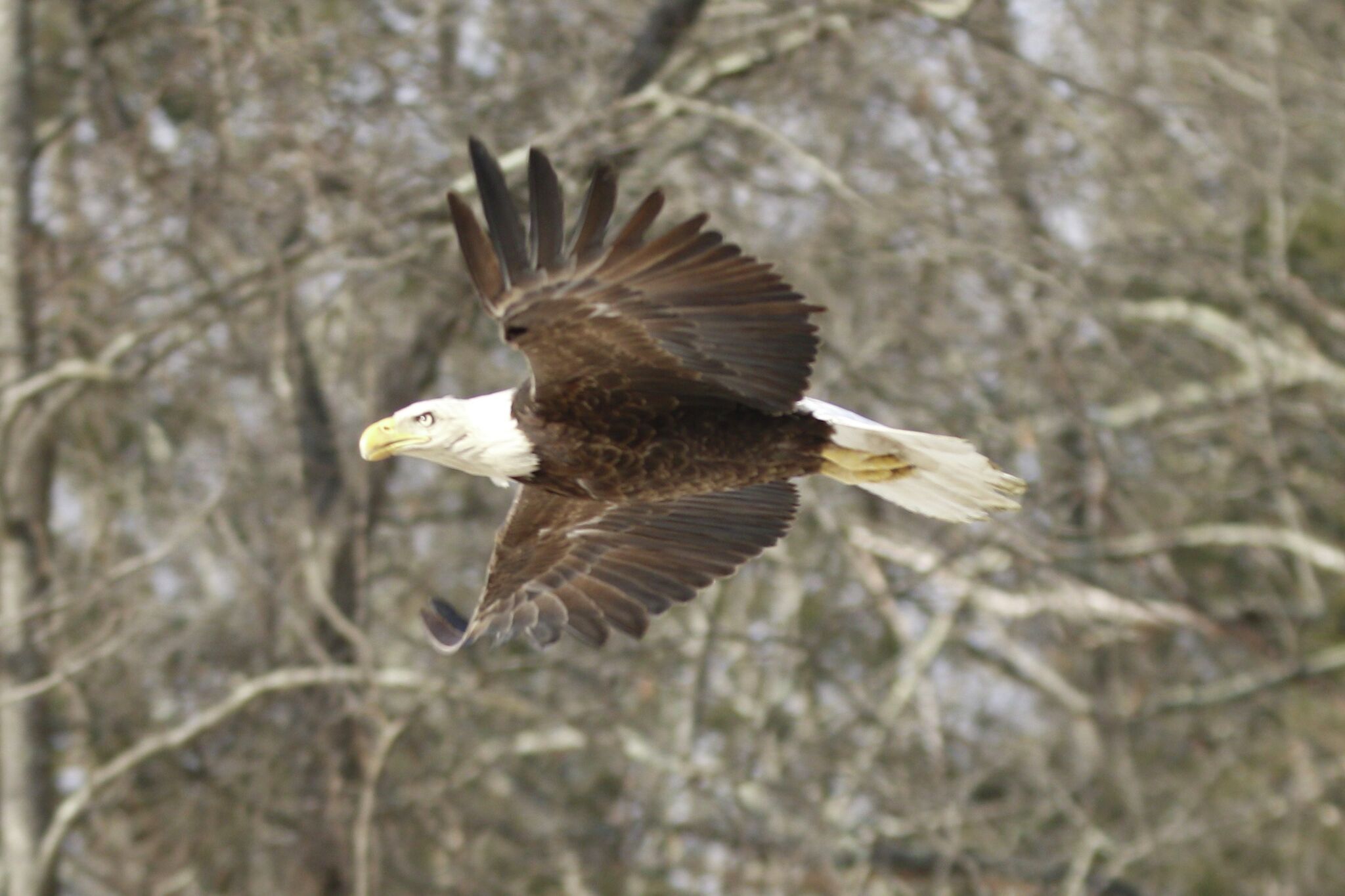 Bald eagle that flew into CT power lines released back into wild