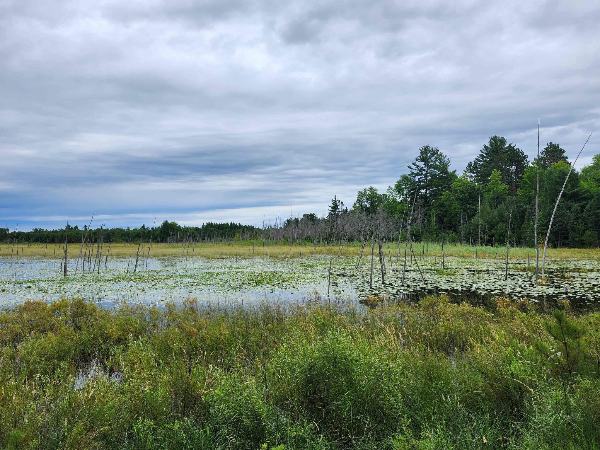 Mummified cheetahs found in Saudi caves shed light on lost populations
