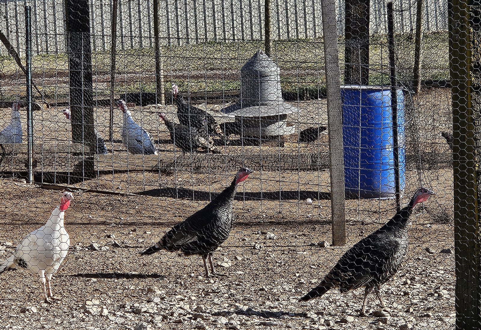 Winning numbers drawn in Friday’s New Mexico Pick 4 Plus Evening