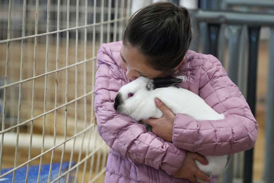 Photos: Austin's Travis County Youth Show for farm animals returns
