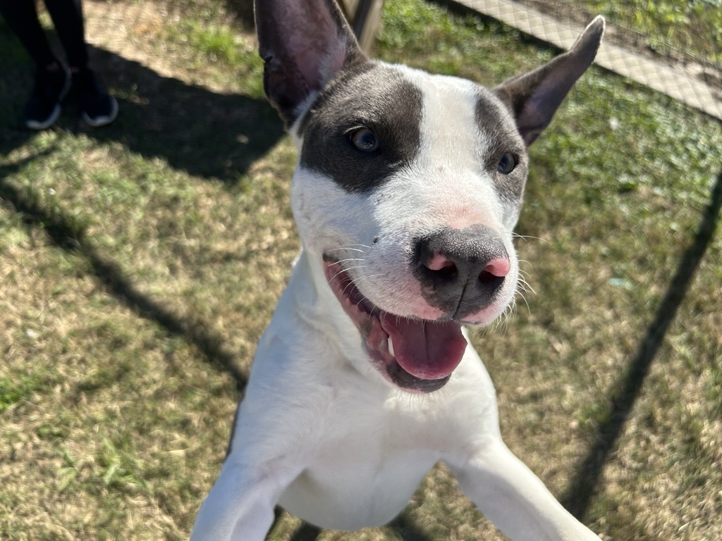 No clarity yet on Ovechkin's future as Capitals prepare for a playoff push