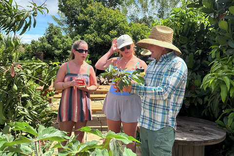 Hawaii's latest tourist trend is growing on Maui