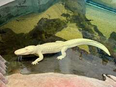 SF: Street Being Officially Renamed After Albino Alligator
