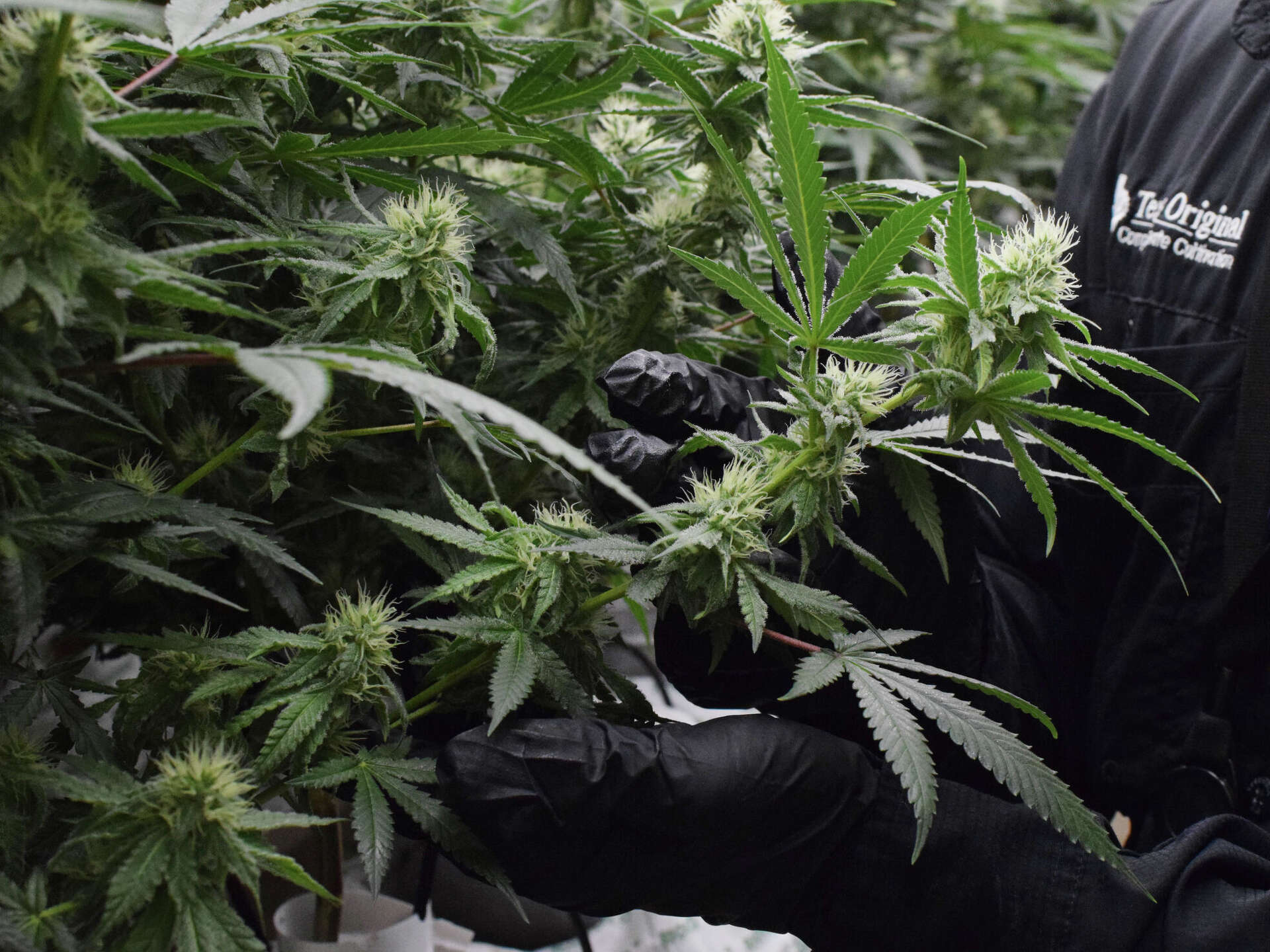 Austin suburb home to Texas' largest medical cannabis facility