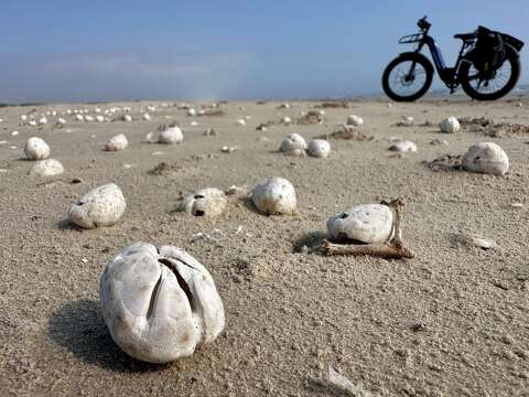 Why are sea potatoes washing up on the Texas coast?