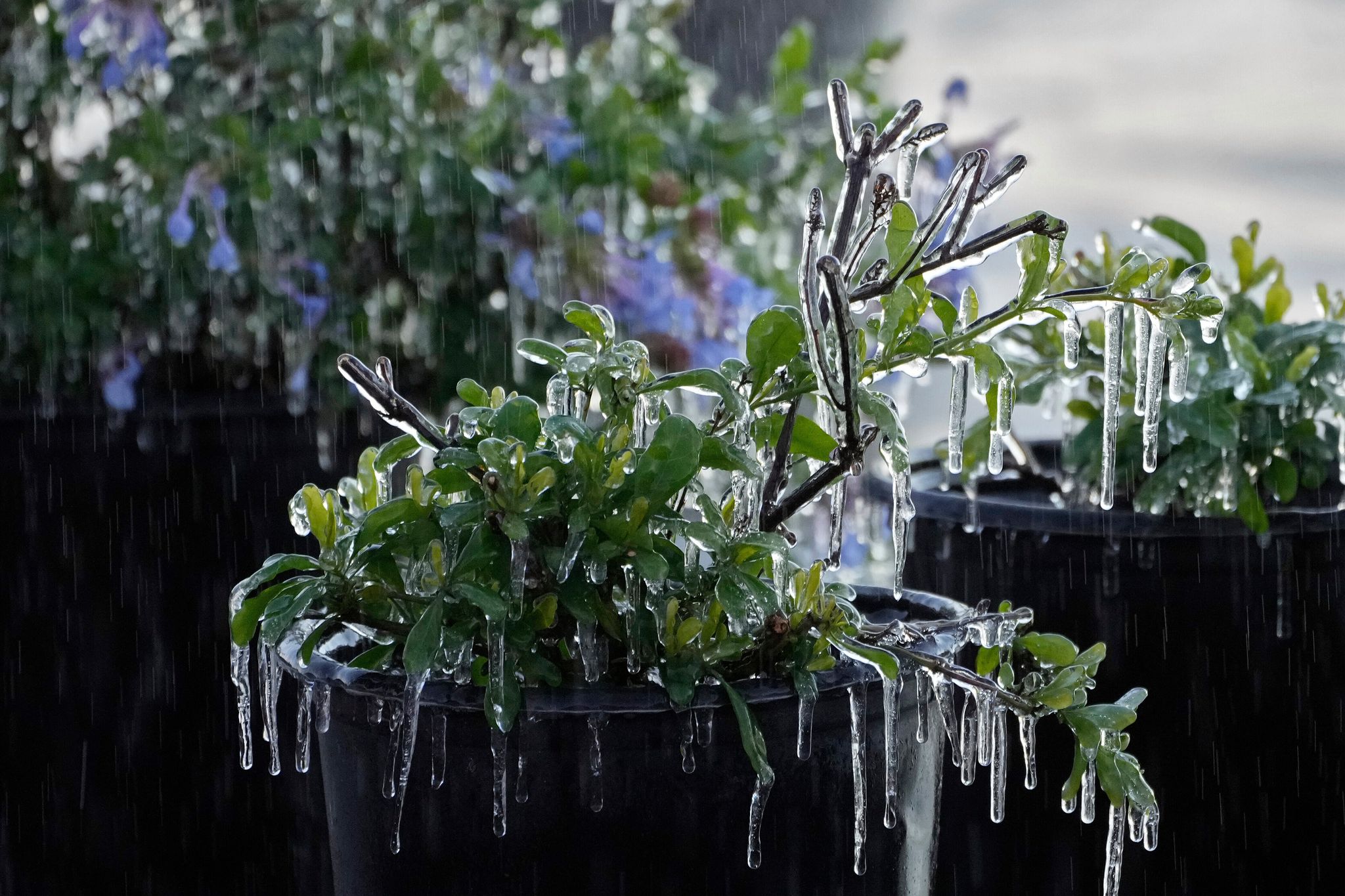 Ola invernal golpea el centro-norte y la costa este de EEUU; podría ...