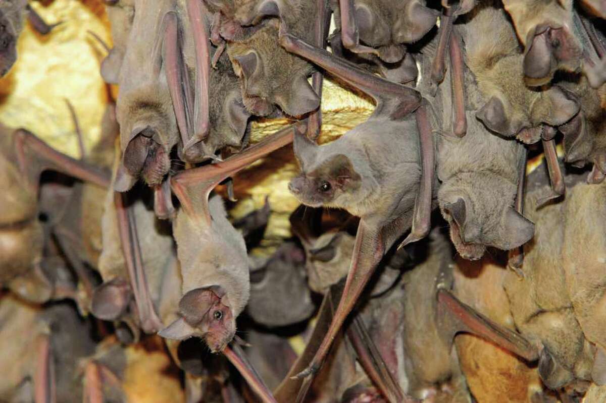 Beware: The bats are back in town